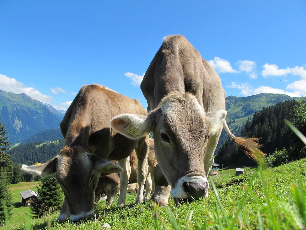 20 Eye-Opening Statistics on the Impact of Meat Consumption on the ...