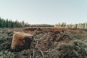 12 Shocking Deforestation Statistics and Their Global Impact - Green ...
